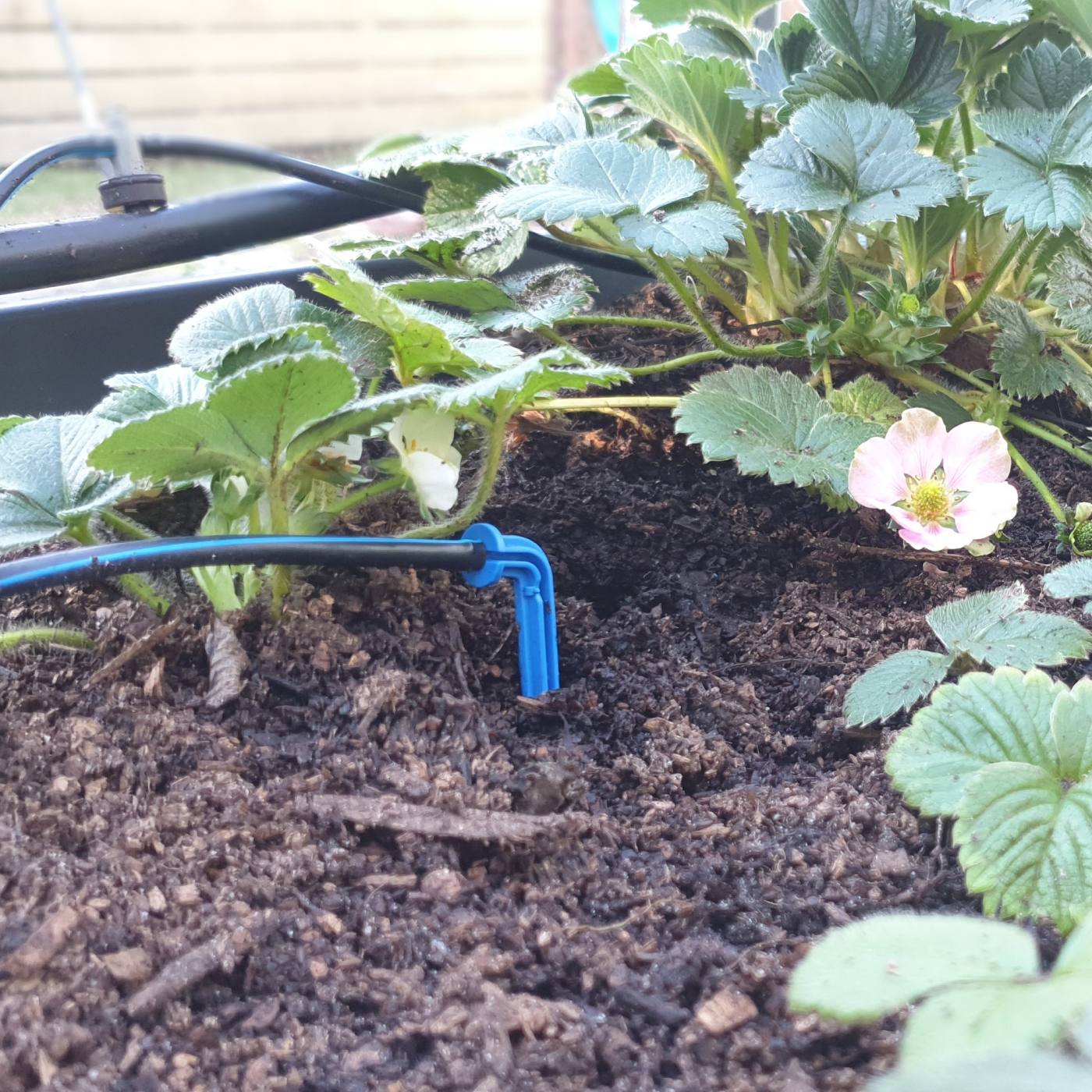 40 x PC Drippers & 30 x Twin Arrow Drippers with 25m Polytube Kit