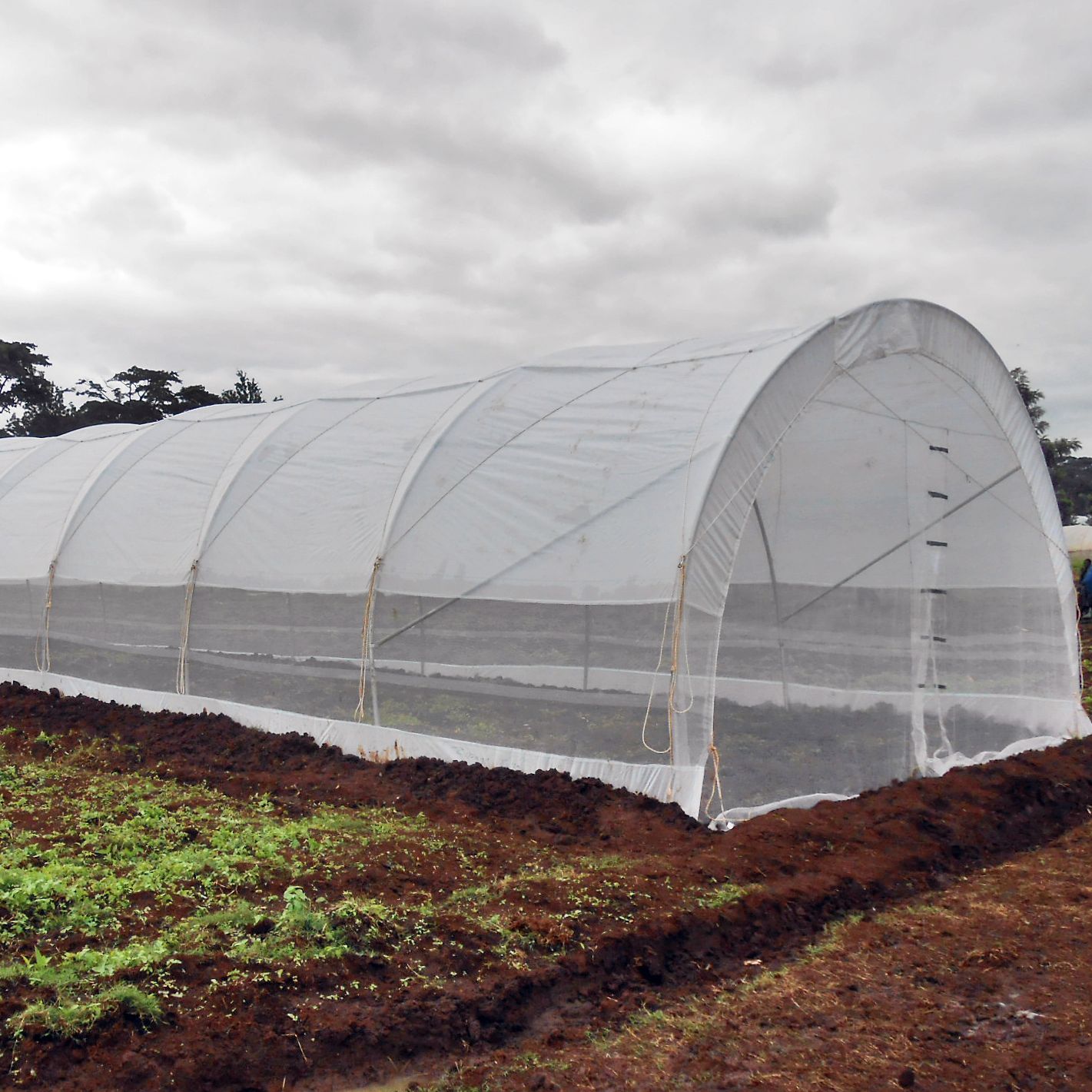 6 x 15m Tunnel Greenhouse with Side Curtains & Ventilation Roof - STK ...
