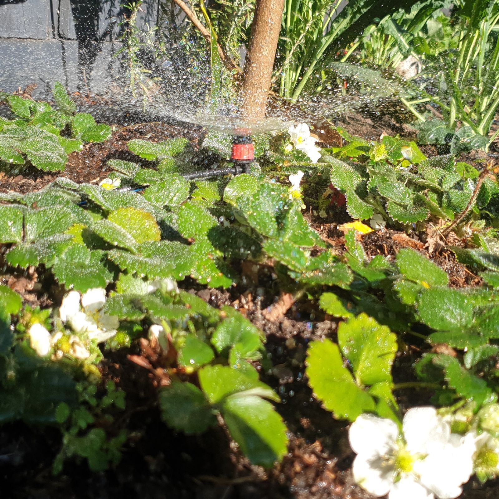 60 x Micro Sprayers with 50m Polytube Kit