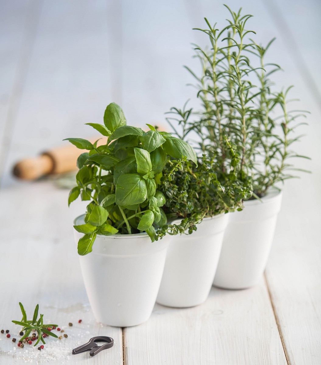 Ivy Herb Planter (White)
