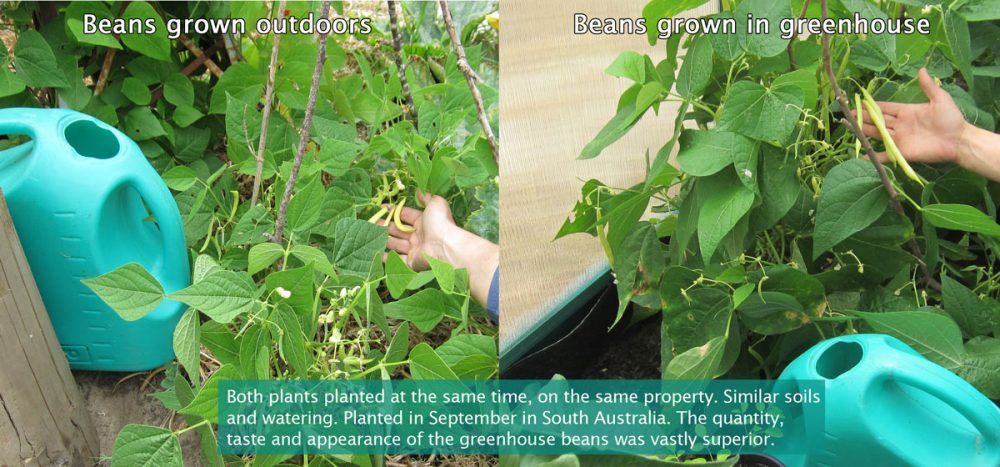 Does a greenhouse help plants grow? - Landera
