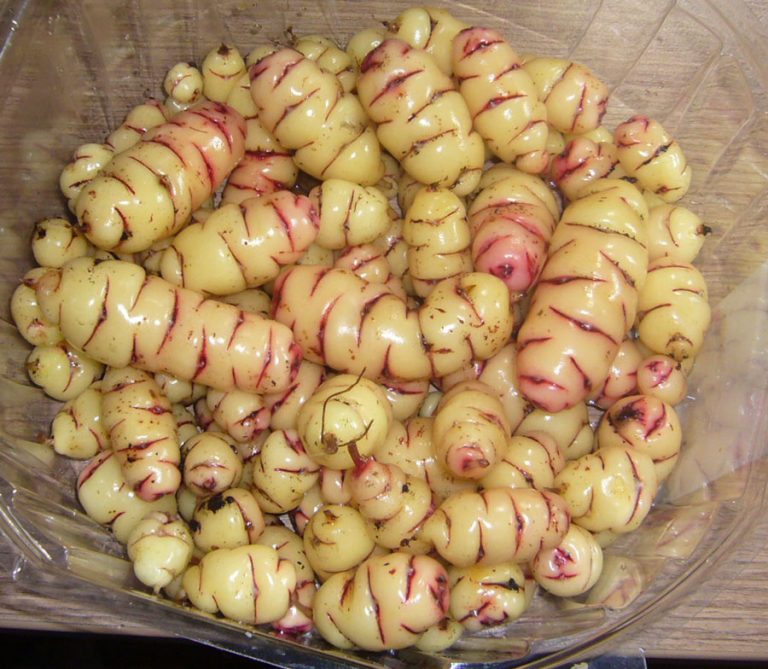 Growing YAMS in Australia? Use a Greenhouse - Landera