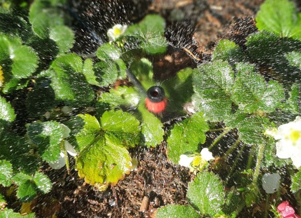 40 x Micro Sprayers with 25m Polytube Kit