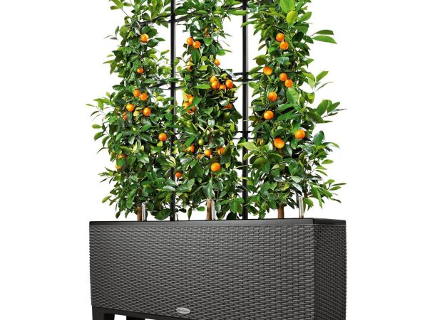 Trellis for TRIO 40