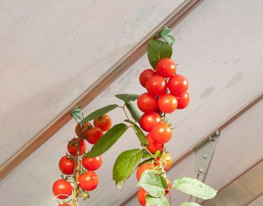 GREENHOUSE ACCESSORIES - Landera