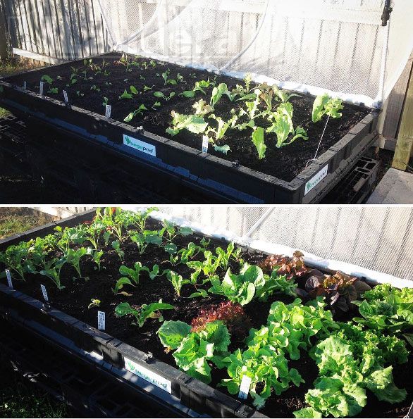 VEGEPOD CONTAINER GARDEN